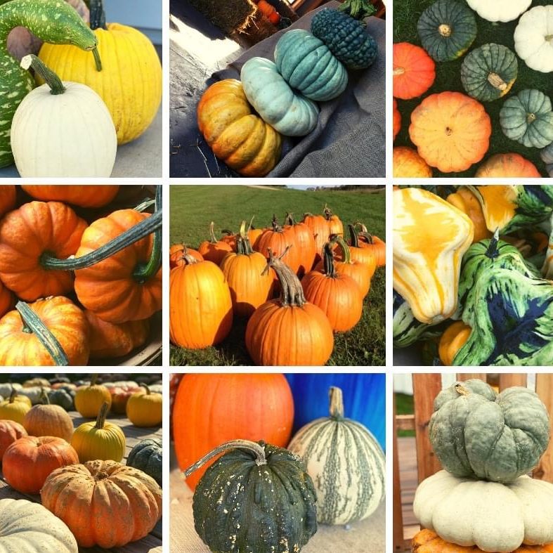 Now In The Patch | Bures Berry Patch | Barneveld, WI