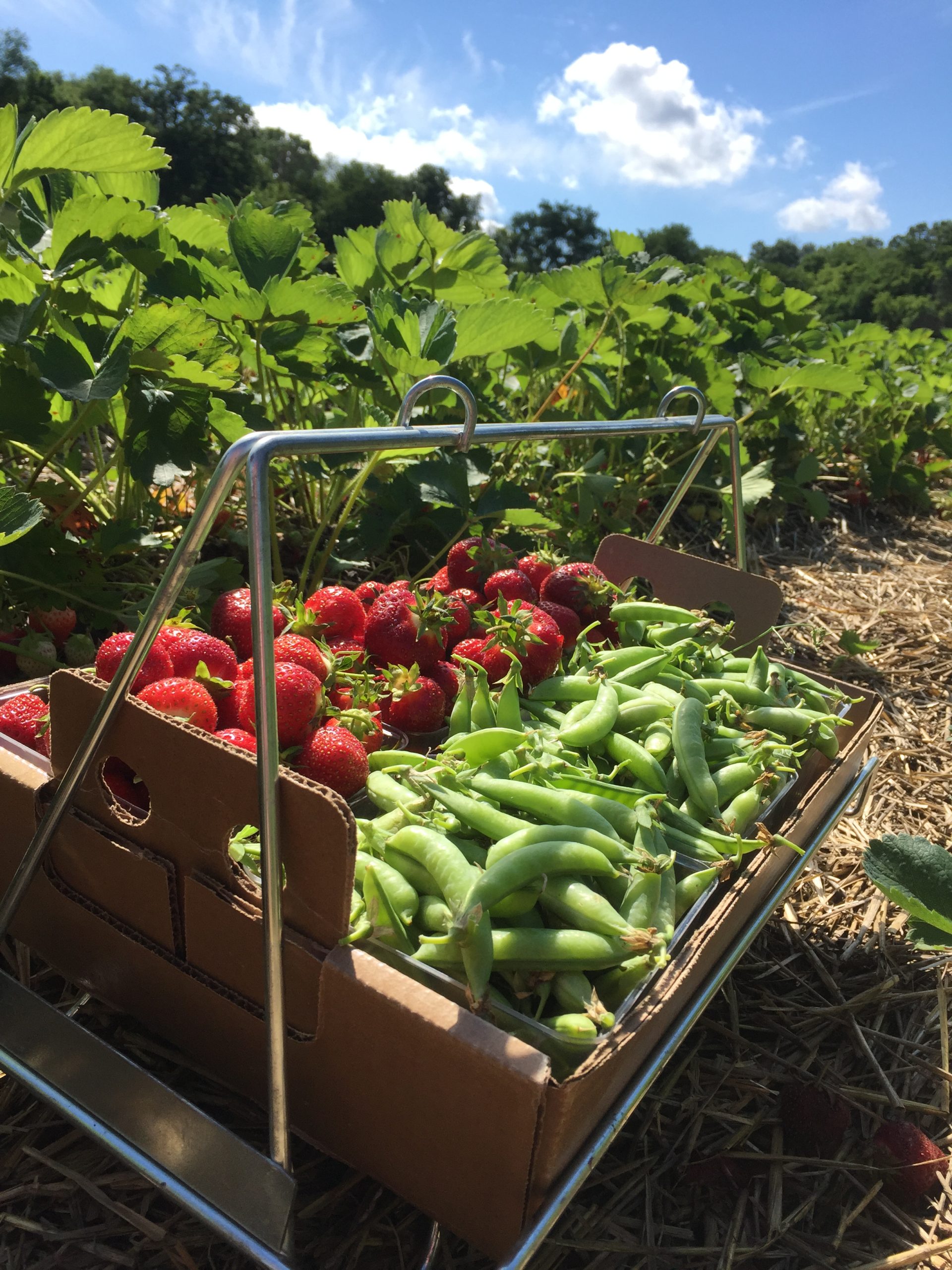 Now In The Patch | Bures Berry Patch | Barneveld, WI