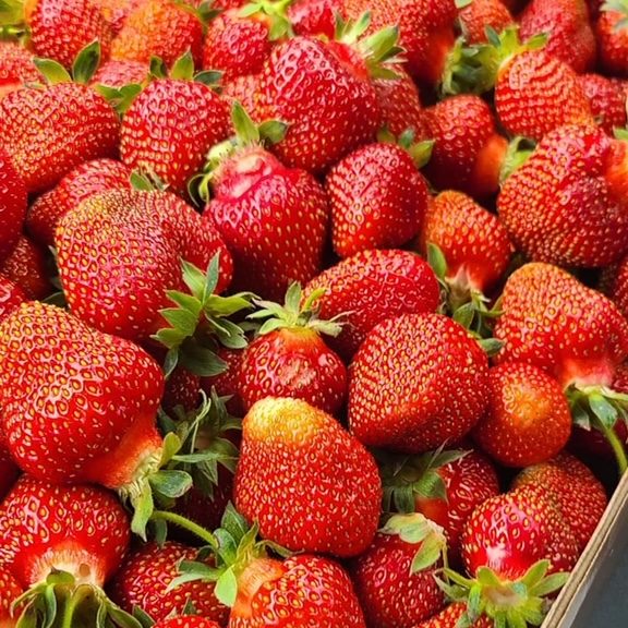 Open for Pick-Your-Own Strawberries Wednesday, June 14th, 4-8pm (no AM ...